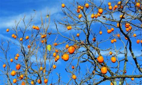 Reverse Fmea Process (rfmea)とは Ceo Blog Reverse Fmea Process (rfmea)とは Ceo Blog