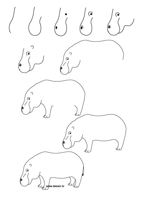 Hippopotamus Drawing Step By Step At PaintingValley Com Explore Collection Of Hippopotamus