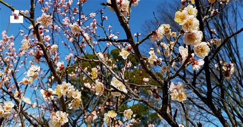 눈부시게 푸른 하늘을 배경으로 꽃이 만발한 나뭇가지 사진 Unsplash의 무료 꽃 이미지