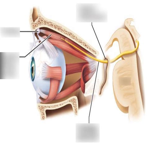 Diagram Of Trochlear Nerve Quizlet