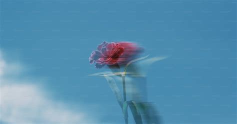 푸른 하늘을 배경으로 붉은 꽃이 피어납니다 사진 Unsplash의 벽지 이미지