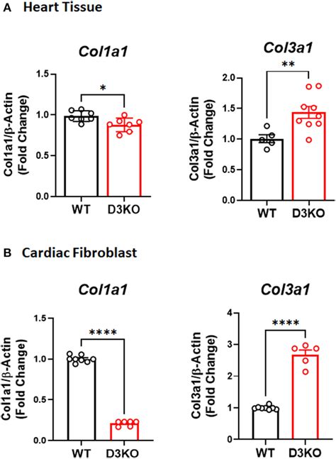 Collagen Gene Expression In Wt And D3ko Cardiac Tissue And Fibroblast Download Scientific