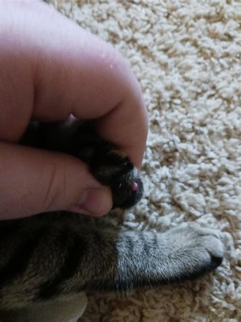 Do I Need To Take My Cat To The Vet R Catcare