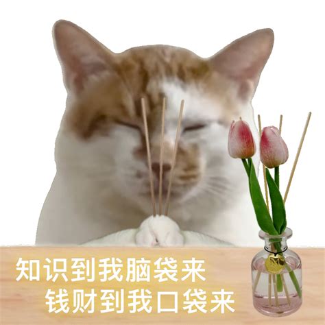 猫咪求佛表情包相关表情包表情包专辑 求表情网斗图从此不求人