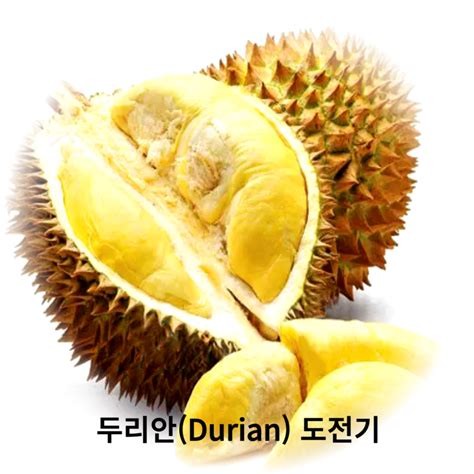 두리안 도전기 두리안 주의 사항 8가지 Elounlife Blog