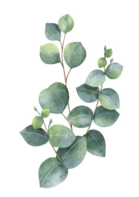Eucalyptus Clipart Free Clipartworld