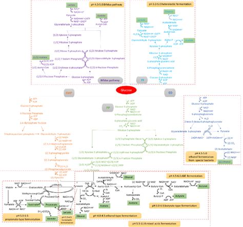 Metabolic Pathways Of Glucose Fermentation With Mixed Inoculation At