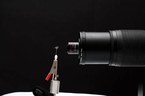 Using Microscope Objectives For Beginners Macro Photography