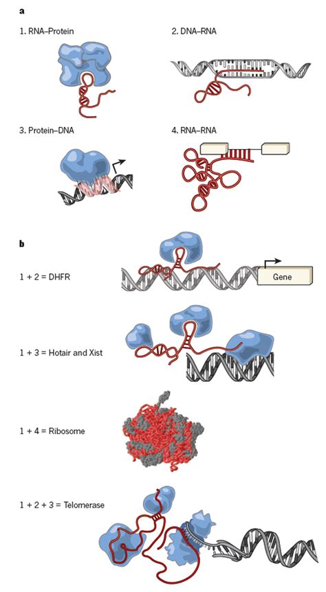Modular Principles Of Large Ncrna Genes A The Four Principles Of Download Scientific Diagram
