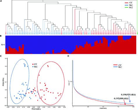 Population Structure Of The 79 Celery Accessions A Phylogenetic Tree
