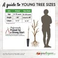 Evas Pride Peach Tree For Sale Grow Organic