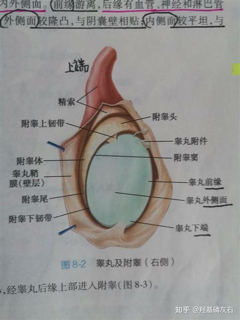 系统解剖学 第八章 男性生殖系统（思维导图） 知乎