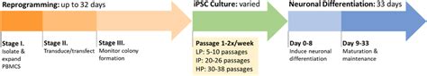 Timeline Of Reprogramming Ipscs From Peripheral Blood And Subsequent