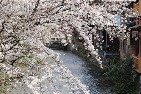 京都洛東 京都桜事情2019 祇園白川 46 ねこづらどき3