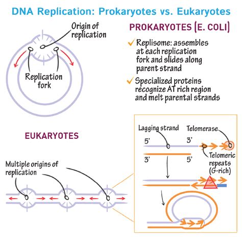 Cell Biology Glossary Dna Replication Ditki Medical And Biological Sciences