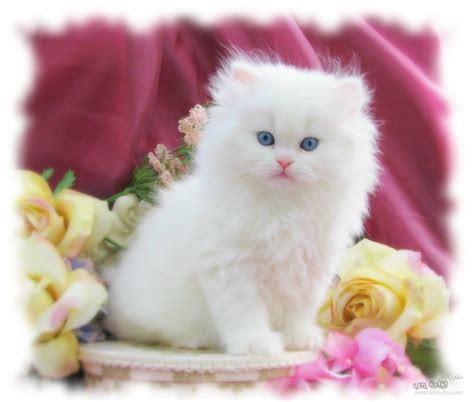 صور قطط صور قطط جميله 2025 Photos Cats منتديات حب البنات