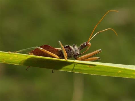 Reduviidae Assassin Bugs Ausemade