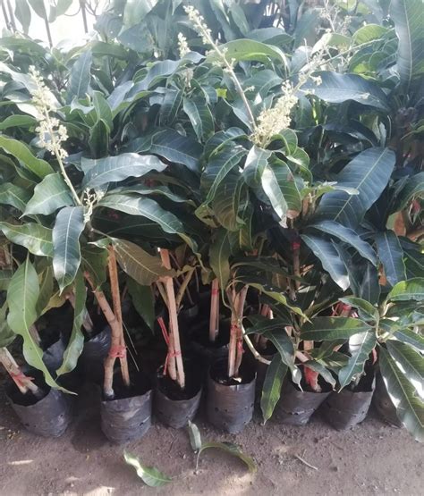 มะม่วงน้ำดอกไม้สีทอง ของแท้ 🥭 กิ่งทาบ ความสูง 70 1เมตร รากเดินดี ต้นแข็งแรงพร้อมปลูก