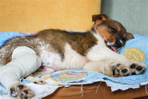 Puppy With A Broken Paw And Plaster Stock Image Image Of Domestic Medicine 183255429