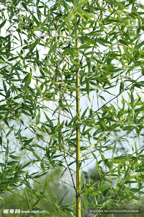 毛竹 摄影图其他生物生物世界摄影图库昵图网