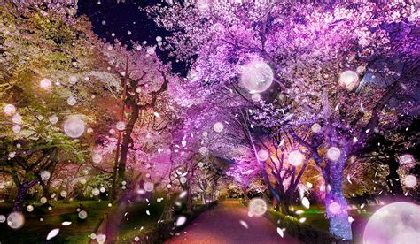 FLOWERS BY NAKED 2020 桜 世界遺産二条城コンテンツ一部公開 NAKED FLOWERS 2021 桜
