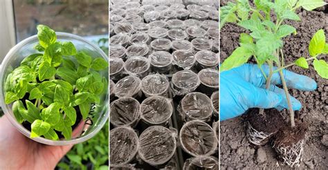 ჯუჯა პომიდვრის მოყვანის ყველა საიდუმლო