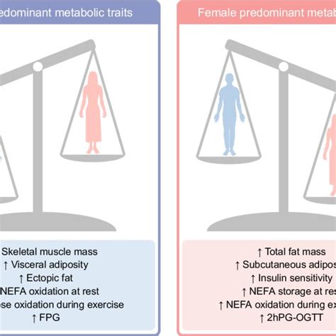 Main Sex Dimorphisms In Body Composition And Metabolic Homeostasis In Download Scientific