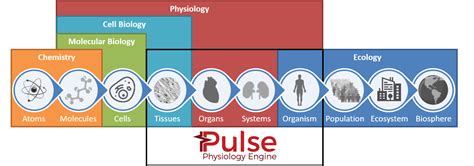 Pulse Physiology Engine