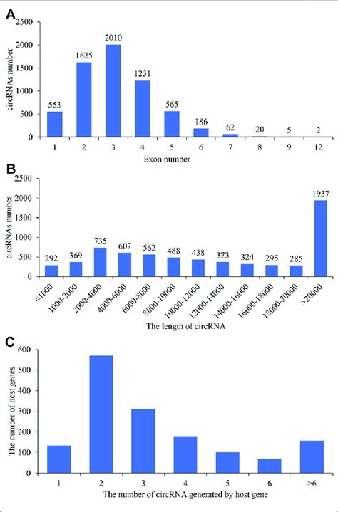 Statistics Of The Exon Number And Length Of Identified Circular Rnas