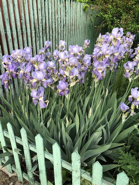 Iris Fleur Rustique Photo Gratuite Sur Pixabay Pixabay