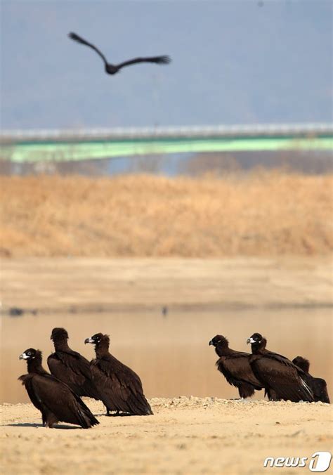 햇볕 쬐는 독수리 네이트 뉴스
