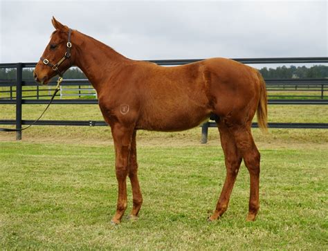 Gold Coast National Weanling Sale Lot Profiteer AUS Isthmian AUS