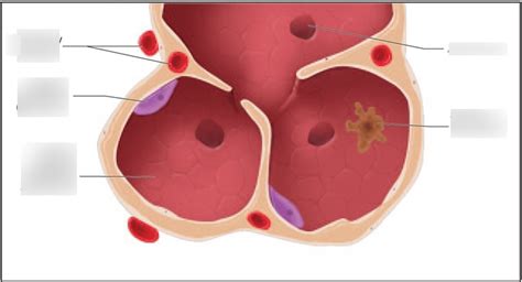 Phys Ac Membrane Capillary Diagram Diagram Quizlet