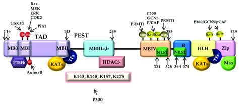 The Complex Structure Of The Myc Oncoprotein Structures Of Distinct Download Scientific