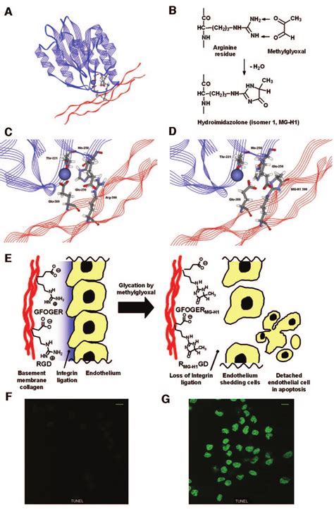 Molecular Modeling Of The Collagen Integrin Interface A The 2 I Download Scientific Diagram