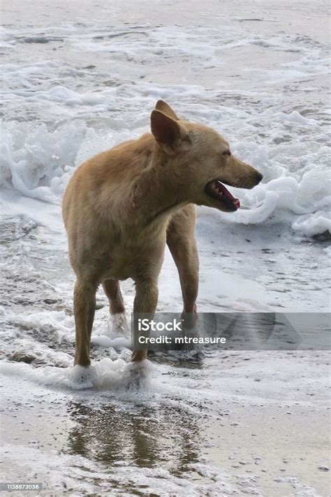 모래 갈색 인도 야생 길 잃은 강아지 튀는 물 잡종에서 수영 바다 파도 사진 체라이 비치 시사이드 타이 드 고치 코 친 케랄라 인도 0명에 대한 스톡 사진 및 기타 이미지