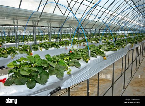 Greenhouse Strawberry Production