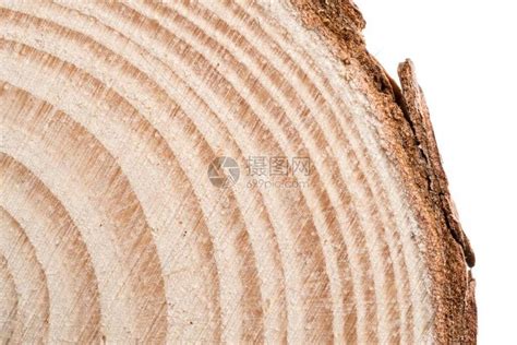 在白色背景上隔离的木树切割表面高清图片下载 正版图片504064645 摄图网