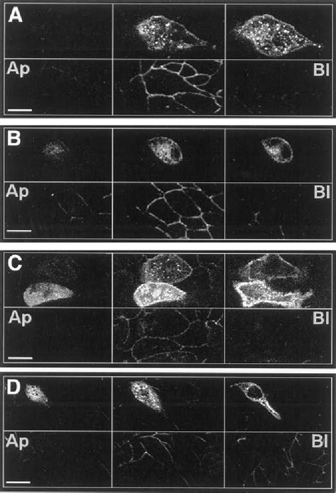 Figure 4 From Subcellular Localization Of Full Length And Truncated Trk Receptor Isoforms In