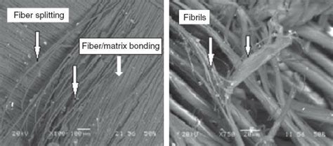 Sem Micrograph Shows The Fiber Splitting And Fibrils Region At Ambient Download Scientific