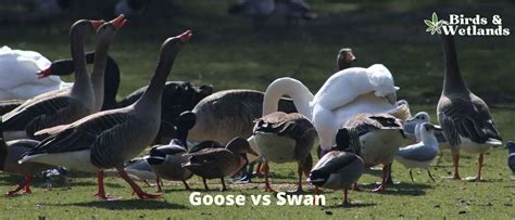Goose Vs Swan What Is The Difference Birds Wetlands