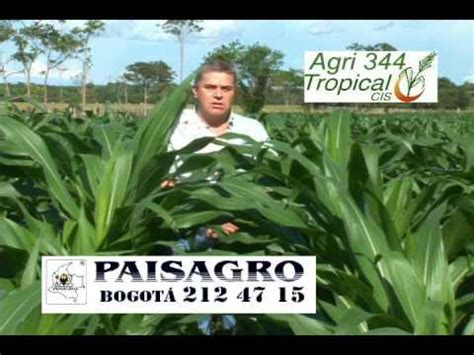 Maíz Forrajero Agri 344 YouTube