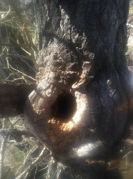 Tree Risk Assessment By Fort Collins Tree Care