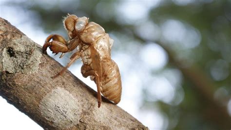 Cicada Shell On Tree