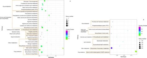 Genomic Evolution And Virulence Association Of Clostridioides Difficile Sequence Type 37