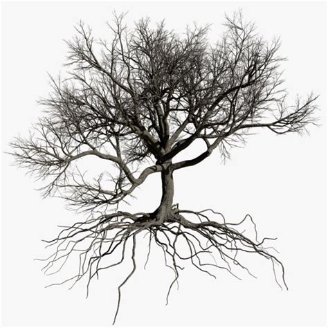 Broadleaf Tree D Model TurboSquid