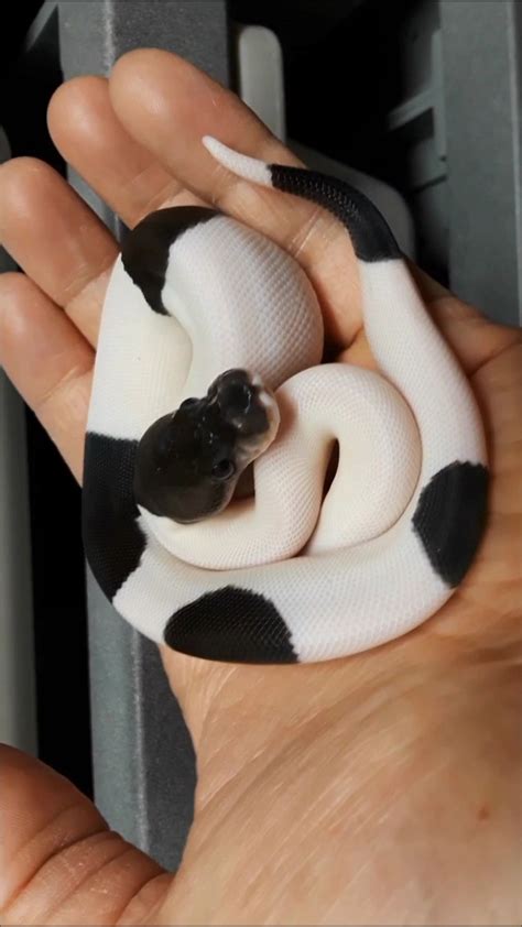 Ghi Mojave Piebald Freeman Ballpython