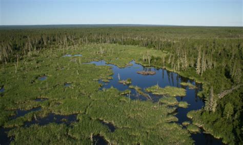 The Worlds Largest Beaver Dam Is In Alberta And Its 13 Hockey Rinks