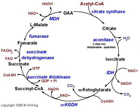 Biochem TCA Cycle Flashcards Quizlet