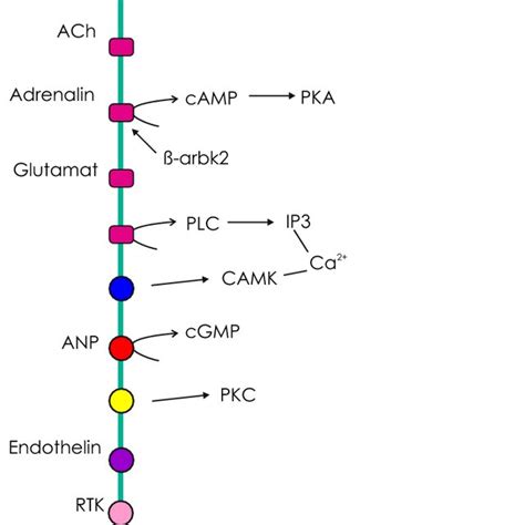 Selected Receptor Proteins Proteins Involved In Intracellular Signal Download Scientific